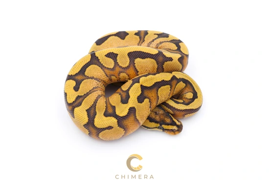 Enchi Red Stripe Yellow Belly Desert Ghost Het Clown Ball Python by Chimera