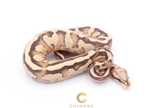 Super Vanilla DG 100% Het Hypo Ball Python by Chimera