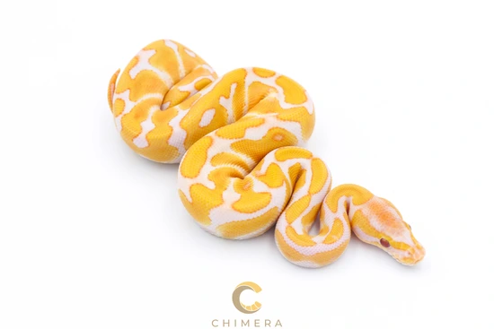 Lavender Enchi Het Puzzle Ball Python by Chimera