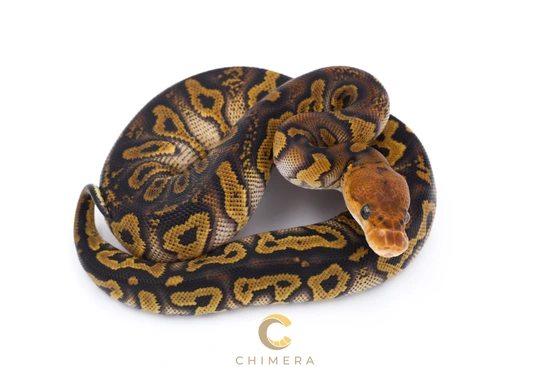 Stranger Clown Het Monsoon Ball Python by Chimera