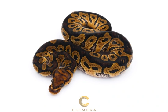 Clown Het Monsoon Ball Python by Chimera