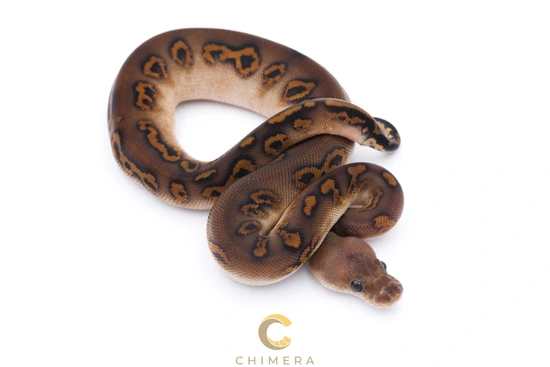 Mahogany Black Pastel Clown Het DG G-Stripe Axanthic (VPI) Ball Python ...