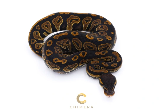 Black Head Leopard Het Clown Monsoon Ball Python by Chimera