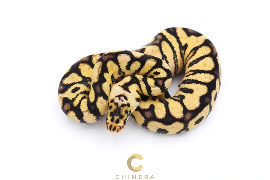 Pastel Spotnose Enchi Red Stripe Clown Het DG Zebra Ball Python by Chimera