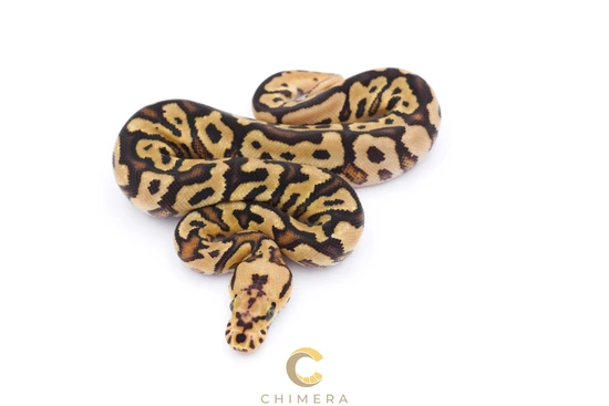 Trojan Vanilla Spotnose Clown Ball Python by Chimera