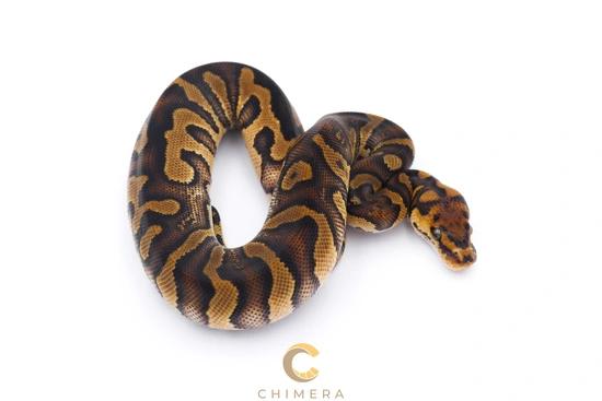 Enchi Stranger (Trojan) Clown Het Monsoon Ball Python by Chimera