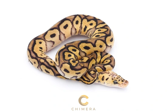 Pastel Trojan Clown Ball Python by Chimera