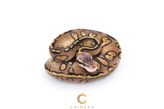 Pastel Stranger Het Clown Monsoon Ball Python by Chimera