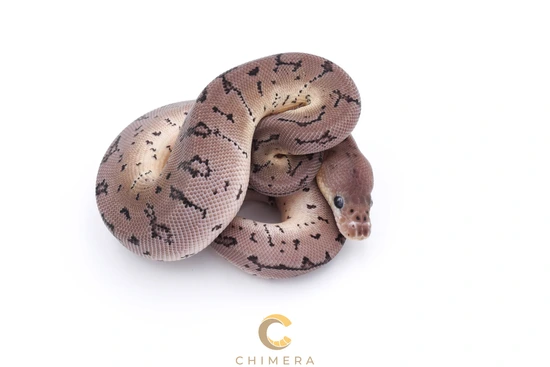 Pinstripe Axanthic Clown Ball Python by Chimera