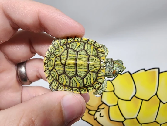 Clown RES Slider Turtle by MAC's Morphs
