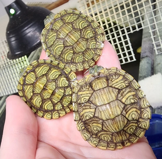 Clown RES - 3 Pack Lot Slider Turtle by MAC's Morphs