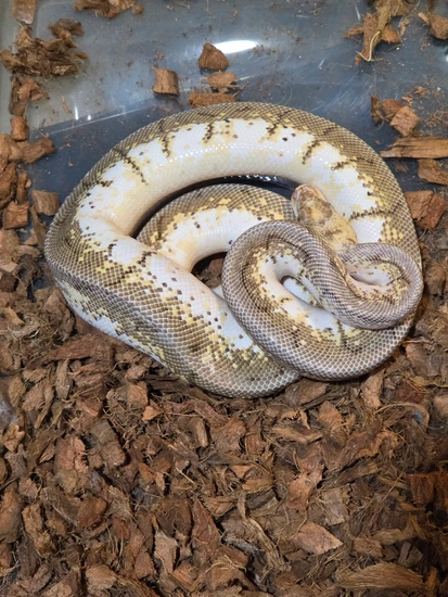 PB Female Spinner Blast Ball Python by Mad Men Morphs