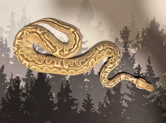 GHI Bamboo Ball Python by Trip to the Woods LLC