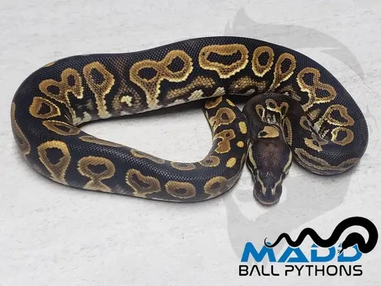 Green Pastel Yb/gravel Ball Python by MADD Ball Pythons