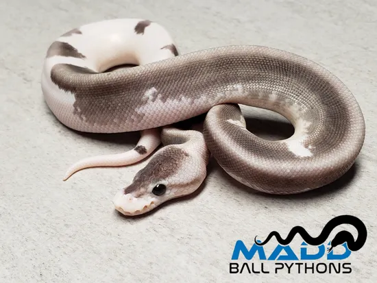 Grey Matter Ball Python by MADD Ball Pythons