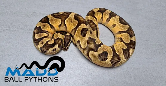 Citrus Pastel YB/Asphalt Ball Python by MADD Ball Pythons