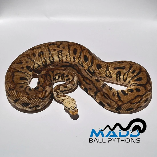 Pastel Spotnose Clown Ball Python by MADD Ball Pythons