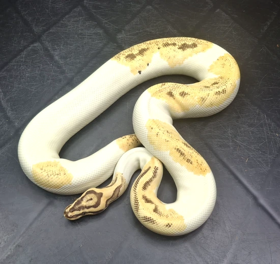 Super Pastel Leopard Fire Enchi Pied Ball Python by MADD Ball Pythons