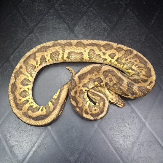 SUPER PASTEL LEOPARD YB Het CLOWN Het PIED Ball Python by MADD Ball Pythons