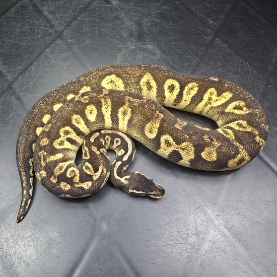 Blackhead Super Pastel Ghi Yb Ball Python by MADD Ball Pythons