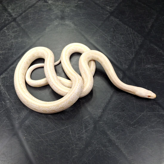 Pink Coral Tessera Corn Snake by MADD Ball Pythons