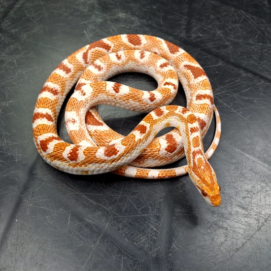 High White Albino Corn Snake by MADD Ball Pythons