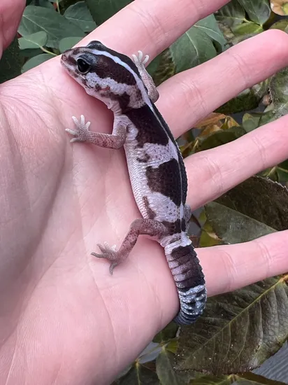 Striped Oreo 50% Ph Ghost & Patternless African Fat-Tailed Gecko by ...