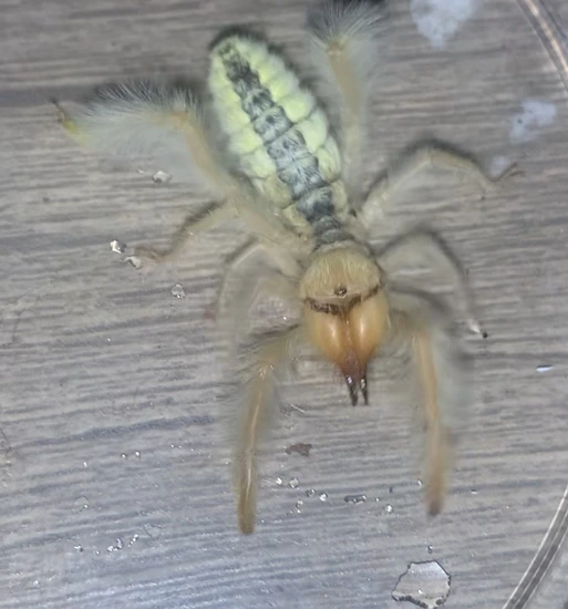 Paragaleodes Sericeus Other Spider by Madd Spoodsz