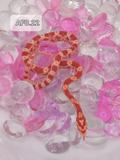 Amelanistic Corn Snake by Mad Season Reptiles