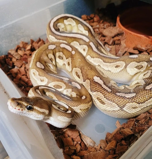 Proven Breeder Lesser Cinnamon Ball Python by Magic City Morphs