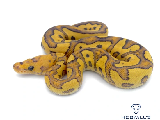 Fire Redstripe DG Clown Ball Python by Hebyall's