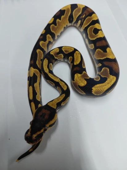 Yellowbelly Weirdo Double Het Ultramel Clown Ball Python by Mains Morphs