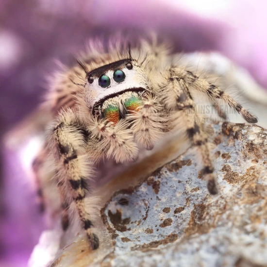 Northern Phidippus Otiosus - Canopy Jumping Spider by Mainstream Arachnids