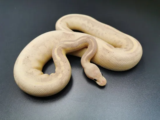 Banana Black Pastel Mahogany (Female Maker) Ball Python by Majestic-Snakes
