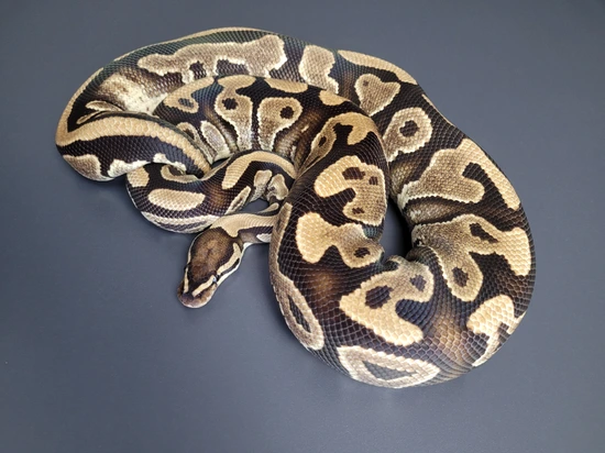 Gravel Het. Pied Ball Python by Majestic-Snakes