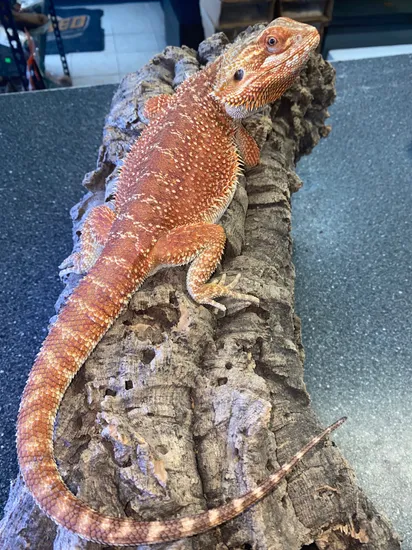 Brick Red Spain Import 100% Double Het Hypo/translucent Eastern Bearded ...