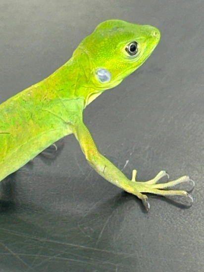 Pied Pectinata Central American Iguana by Major league exotic pets