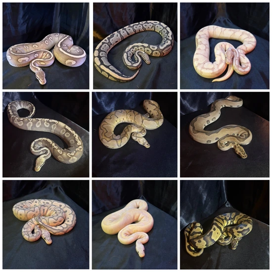 Small Collection Sale Ball Python by Malakii's Mutations
