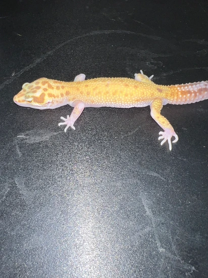 Atomic G Raptor Cross Leopard Gecko by CnB Reptile