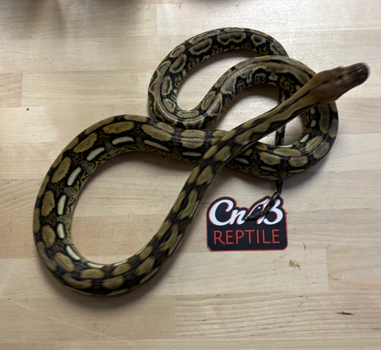 Superdwarf Graniteback Tiger 100% Het Anthrax Reticulated Python by CnB ...