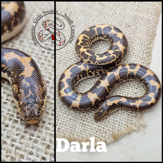 Darla Kenyan Sand Boa by Palmetto Girls Snakes