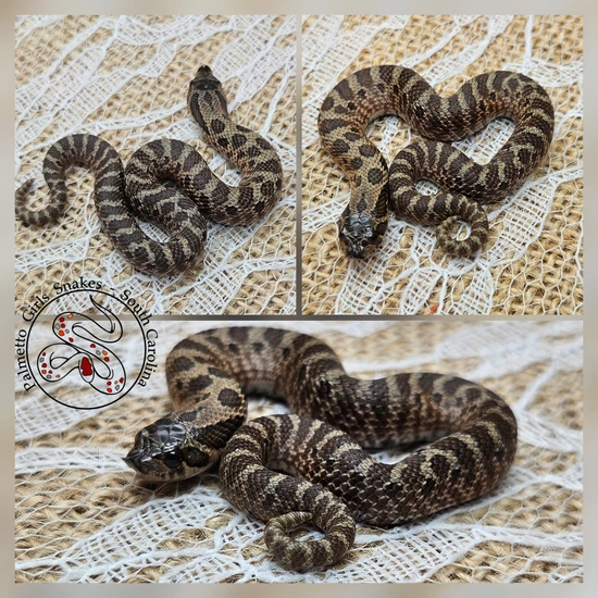 2025 Male Sable Het Albino Western Hognose by Palmetto Girls Snakes