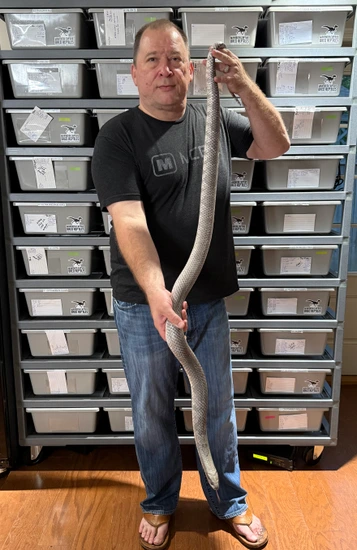 Ready To Breed Lavender Female! False Water Cobra by Mantooth Captive ...