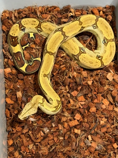 2022 Rio Bravo Pure Pucallpa Peruvian True Red-Tailed Boa Constrictor ...