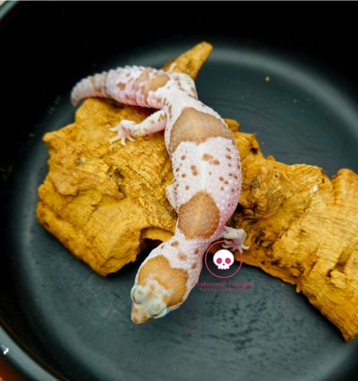 Valg African Fat-Tailed Gecko by Unheavenly Creatures