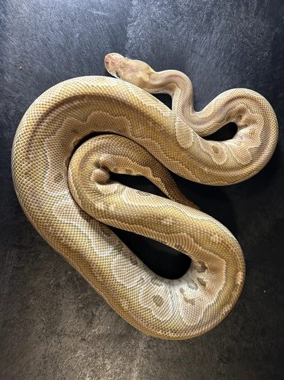 RTB Mojave Clown Ball Python by Marbleized Morphs