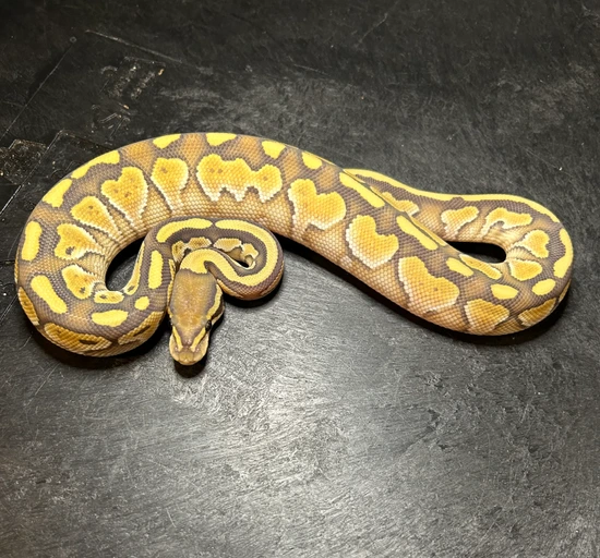 Hypo Lesser Ball Python by Marbleized Morphs