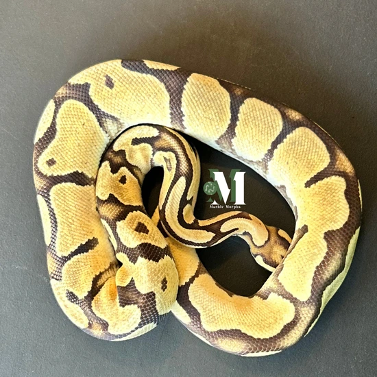 Fire, Orange Dream Ball Python by Marble Morphs, LLC