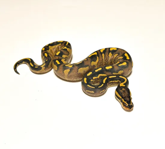 Wookie Super Gravel Ball Python by Marc Bailey Reptiles
