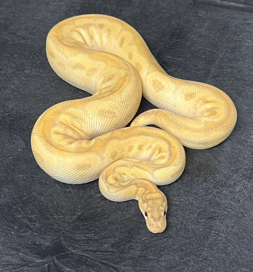 Breeder Male Special Banana Clown Ball Python by Marc Bailey Reptiles
